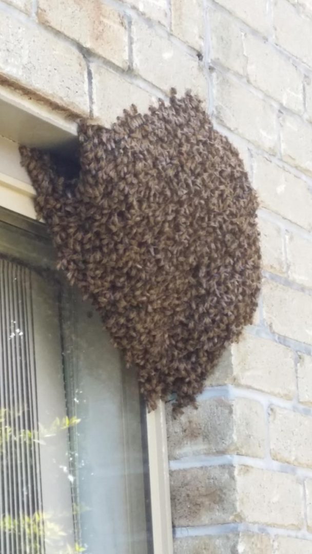General Pest Management Gallery - MPL Training Centre
