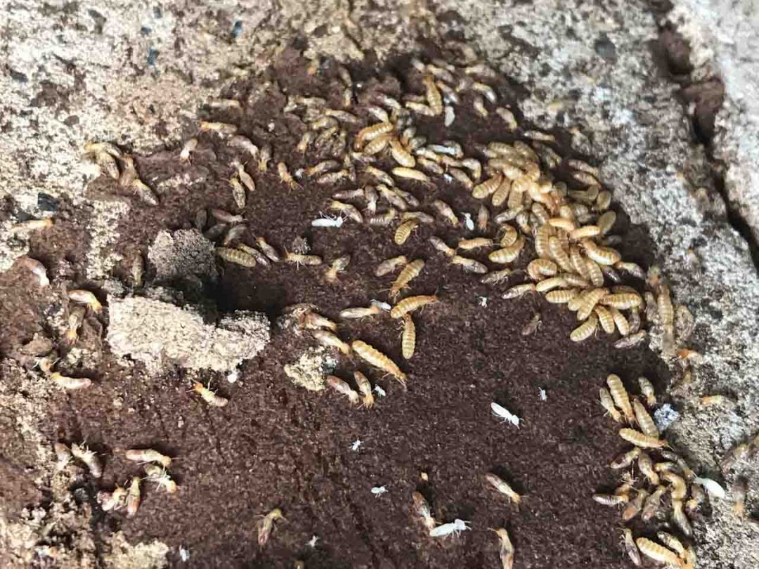 Timber Pest Management Gallery - MPL Training Centre