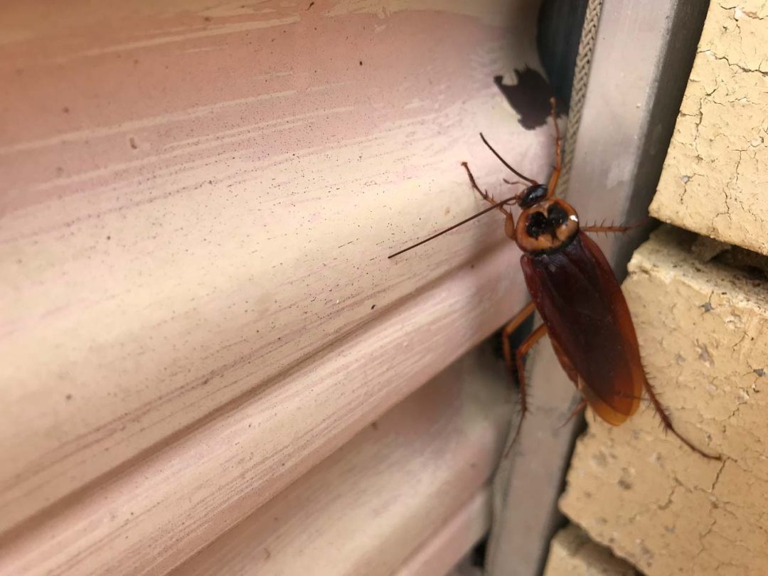 General Pest Management Gallery - MPL Training Centre