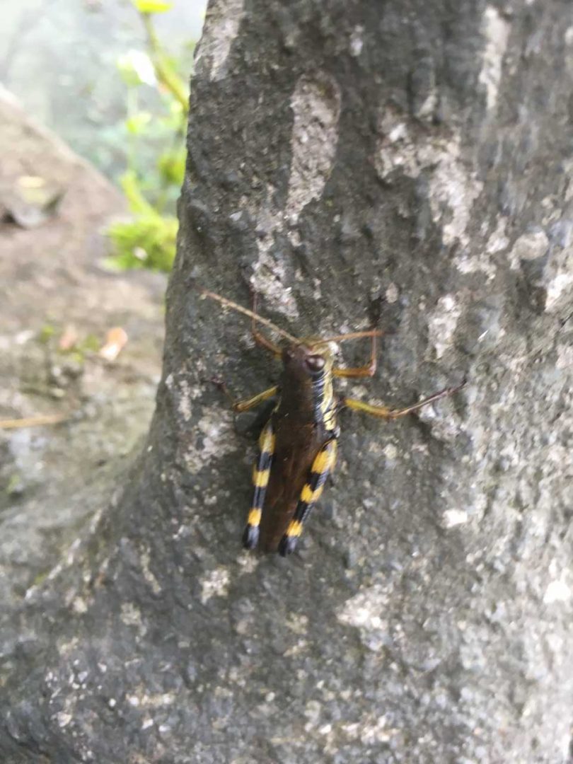 General Pest Management Gallery - MPL Training Centre
