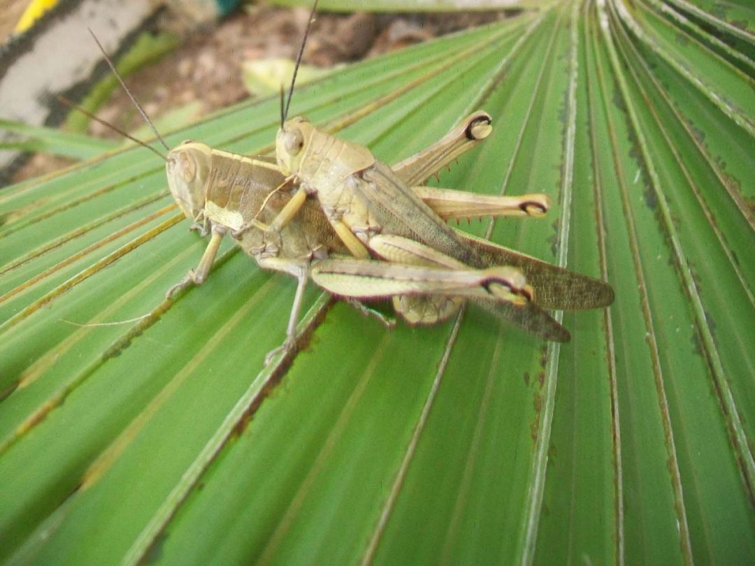 General Pest Management Gallery - MPL Training Centre