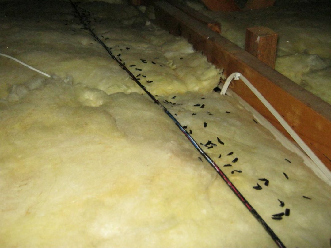 General Pest Management Gallery - MPL Training Centre