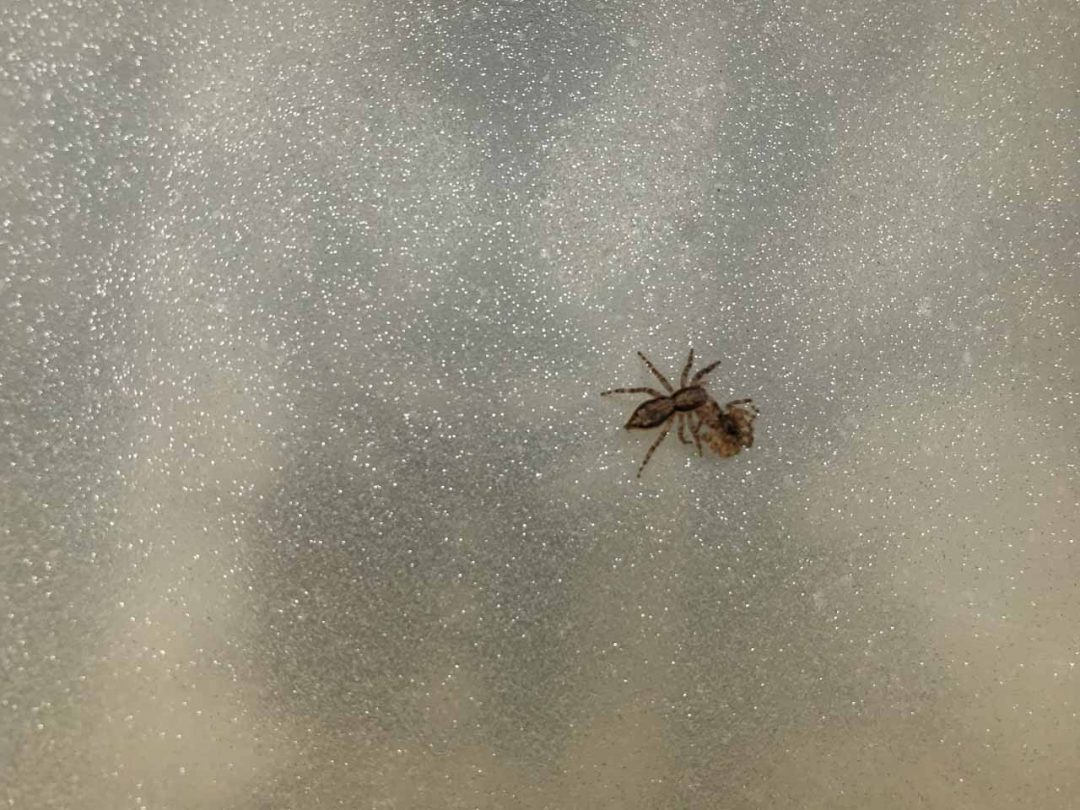 General Pest Management Gallery - MPL Training Centre