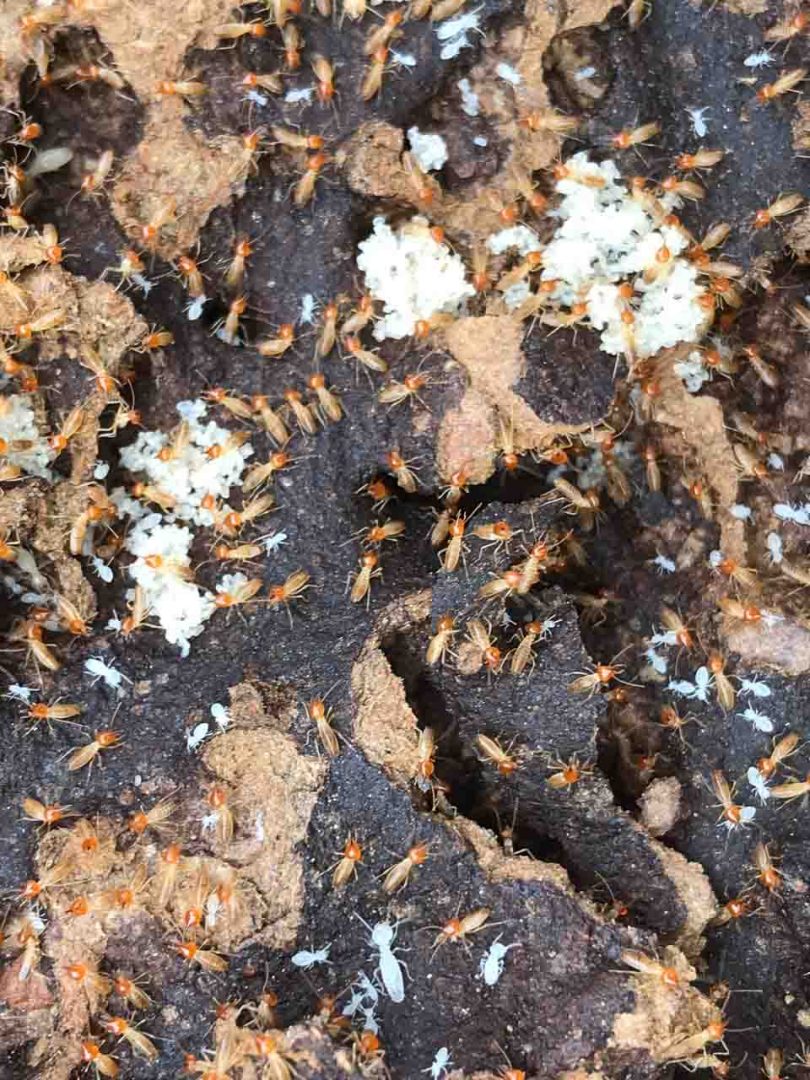 Timber Pest Management Gallery - MPL Training Centre