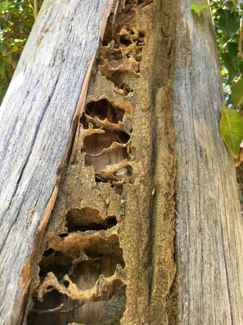 Timber Pest Management Gallery - MPL Training Centre