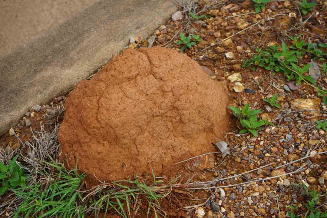 Timber Pest Management Gallery - MPL Training Centre