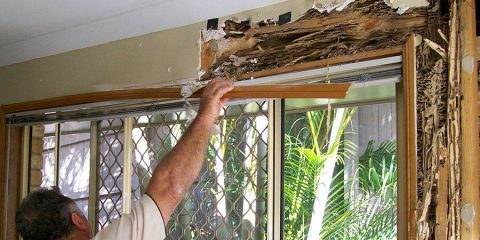 Termite & Timber Pest Control Course - Face to Face | MPL Training ...